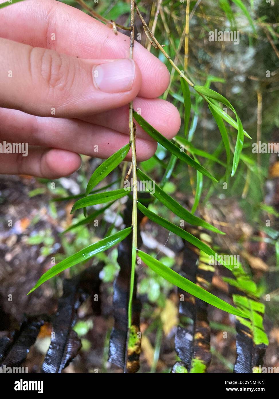 Dendrobium cunninghamii dendrobium cunninghamii hi-res stock ...