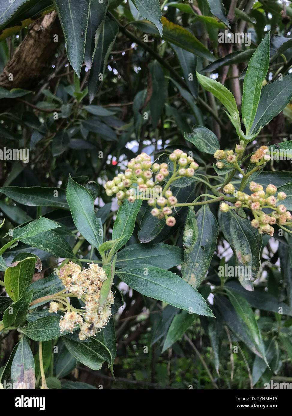 Chilca (Baccharis latifolia Stock Photo - Alamy