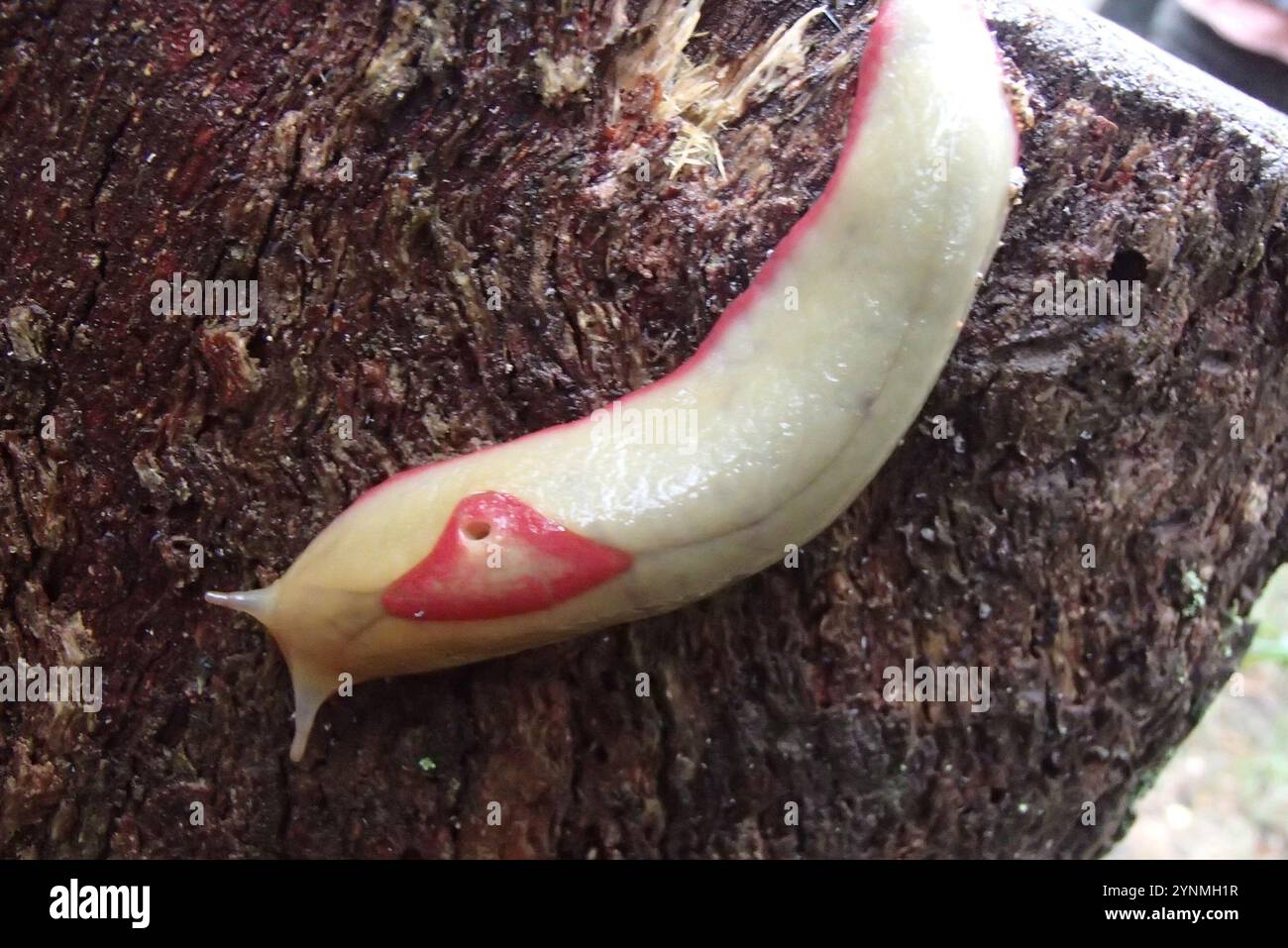 Red triangle slug hi-res stock photography and images - Alamy