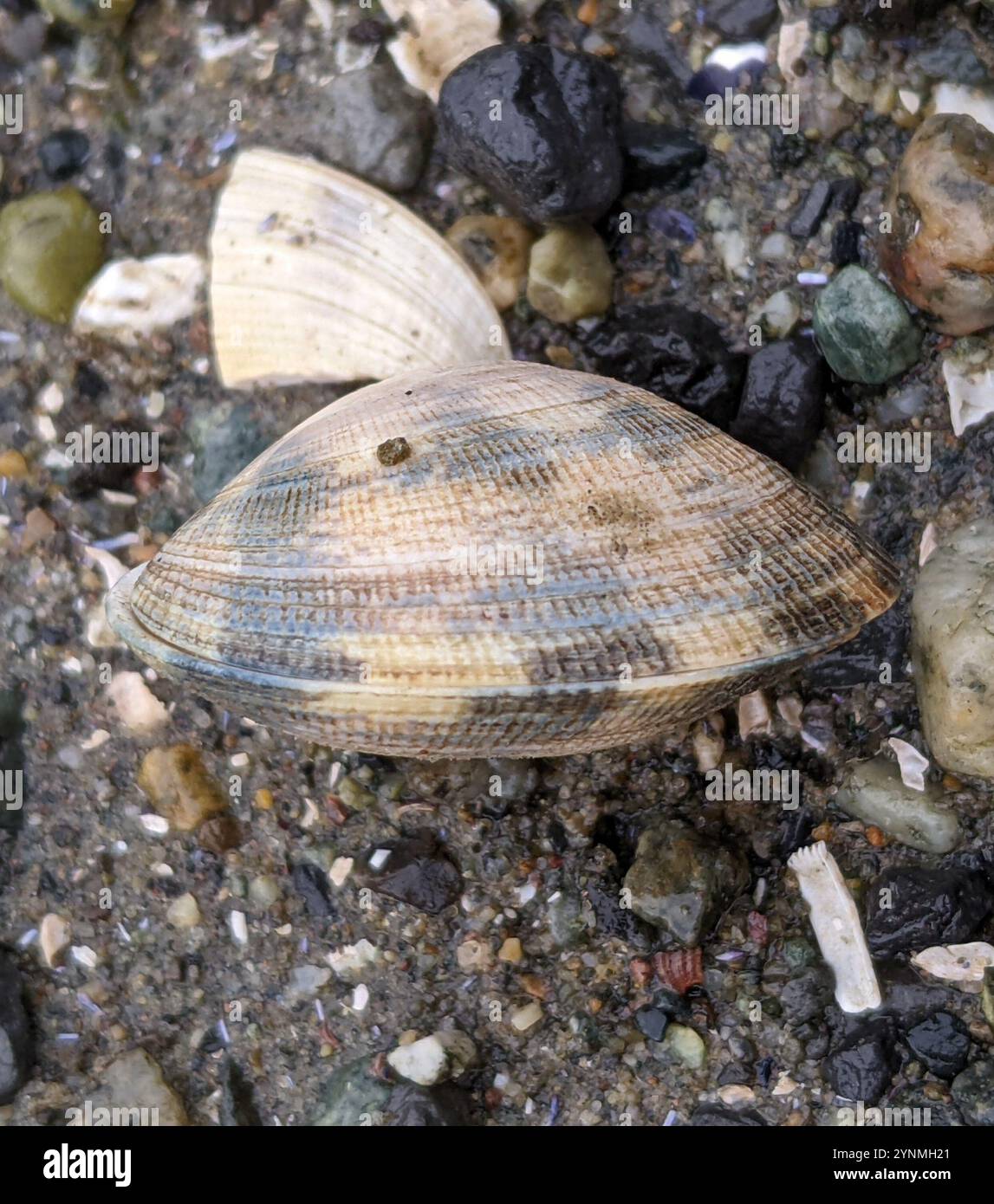 Japanese Littleneck (Ruditapes philippinarum Stock Photo - Alamy