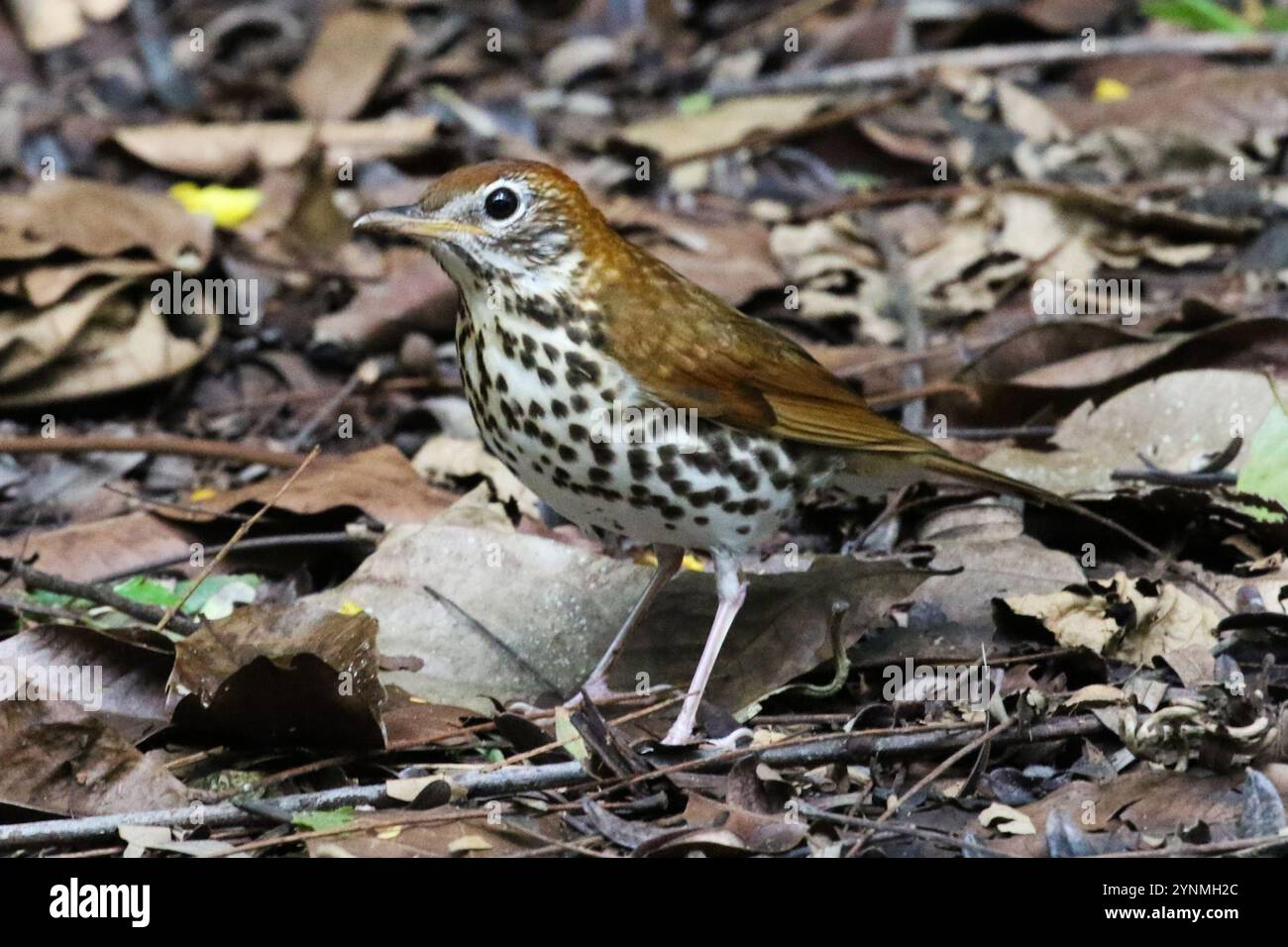 Wood Thrush (Hylocichla mustelina Stock Photo - Alamy