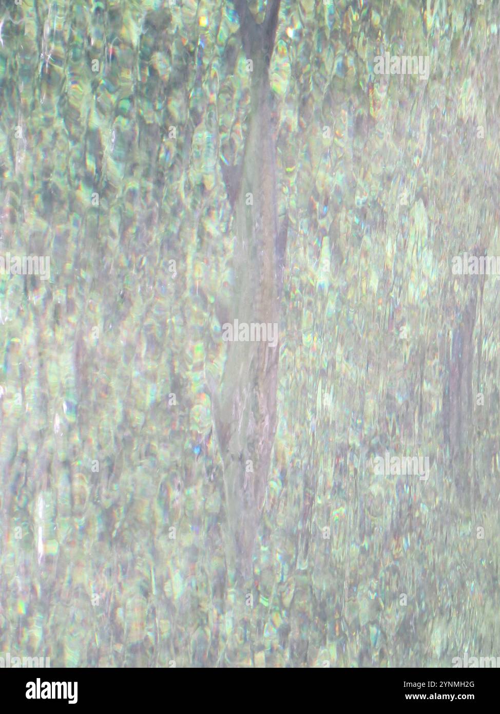 Atlantic Tarpon (Megalops atlanticus Stock Photo - Alamy