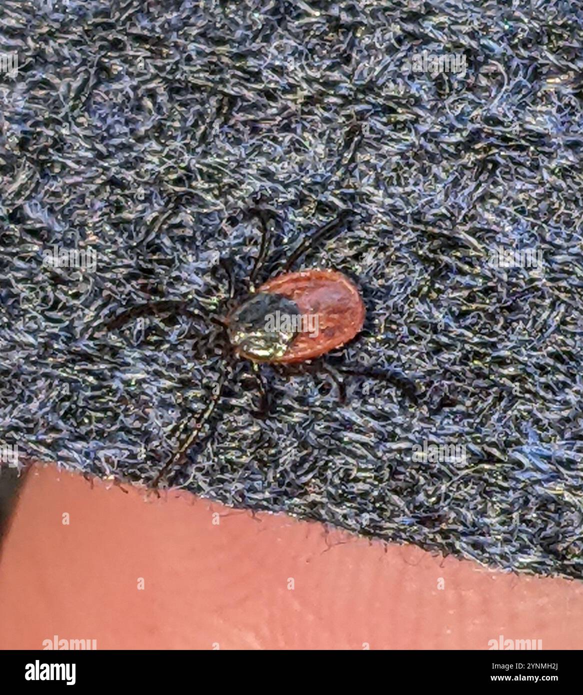 Western Black-legged Tick (Ixodes pacificus Stock Photo - Alamy