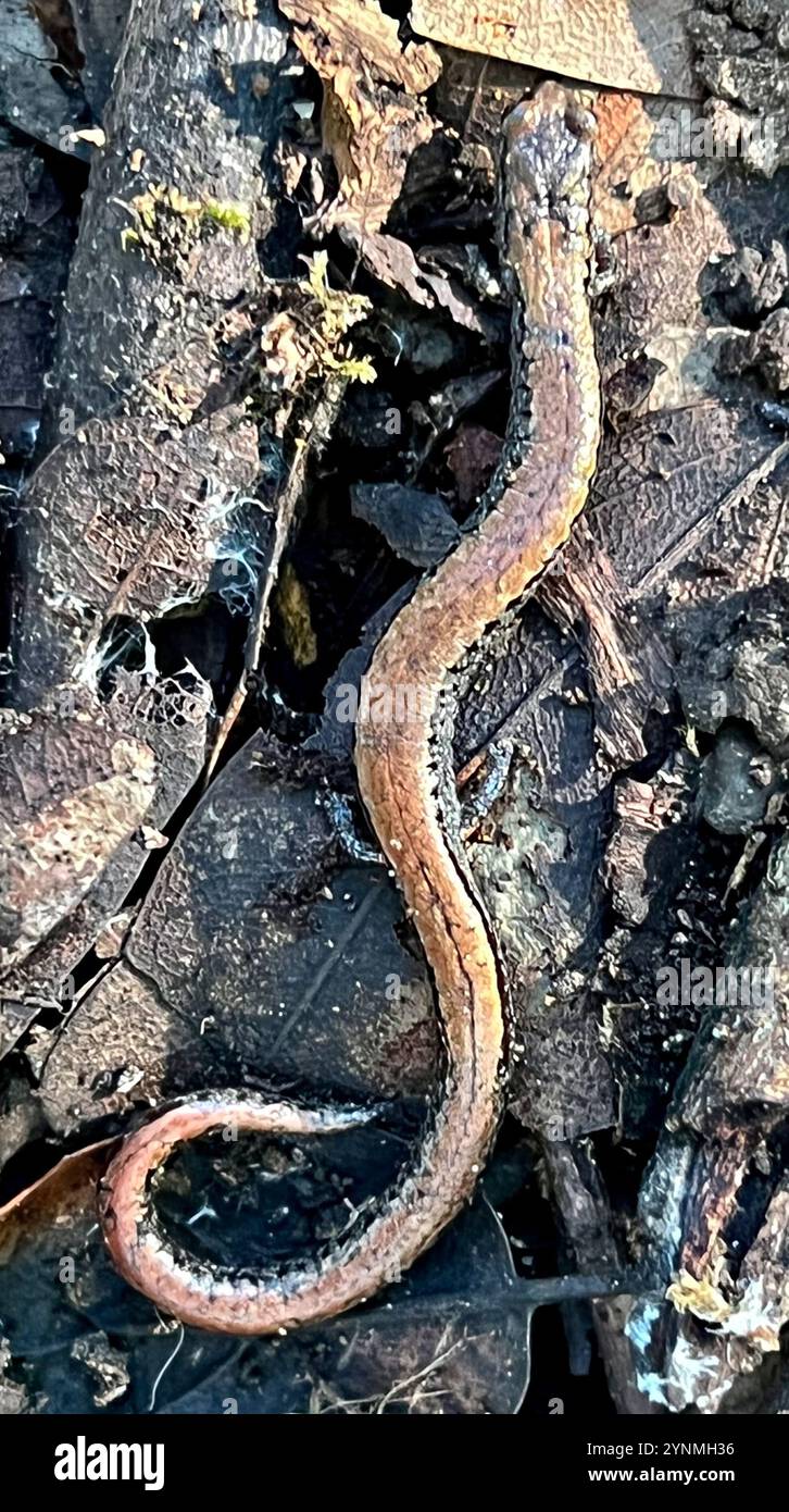 California Slender Salamander (Batrachoseps attenuatus Stock Photo - Alamy
