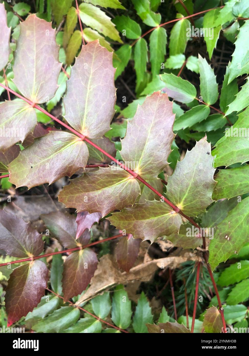 Cascade Oregon-grape (Berberis nervosa Stock Photo - Alamy