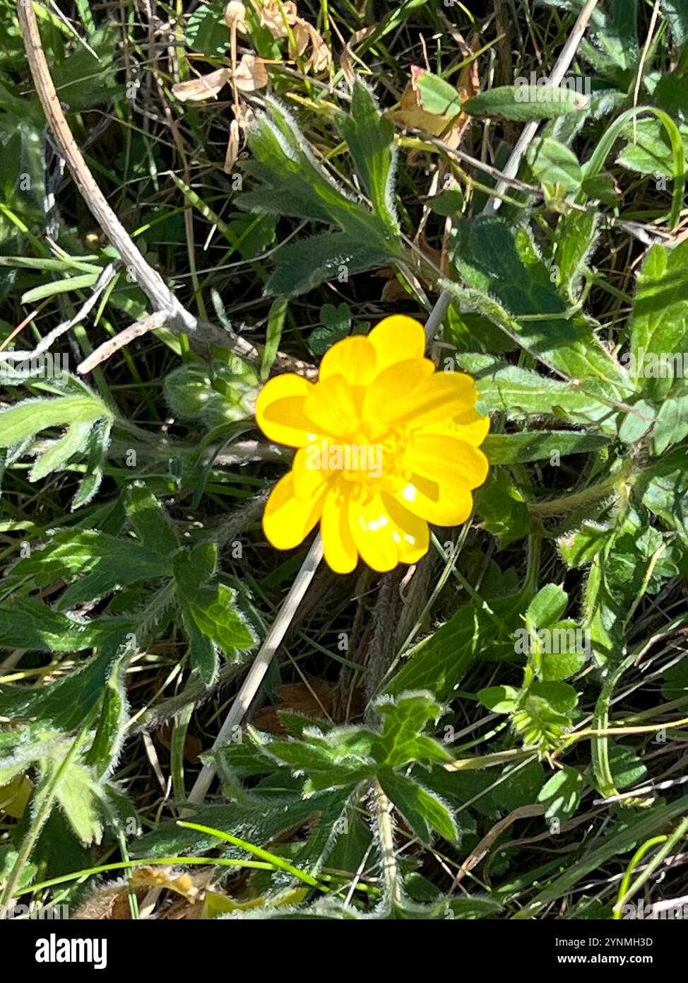 California buttercup (Ranunculus californicus Stock Photo - Alamy