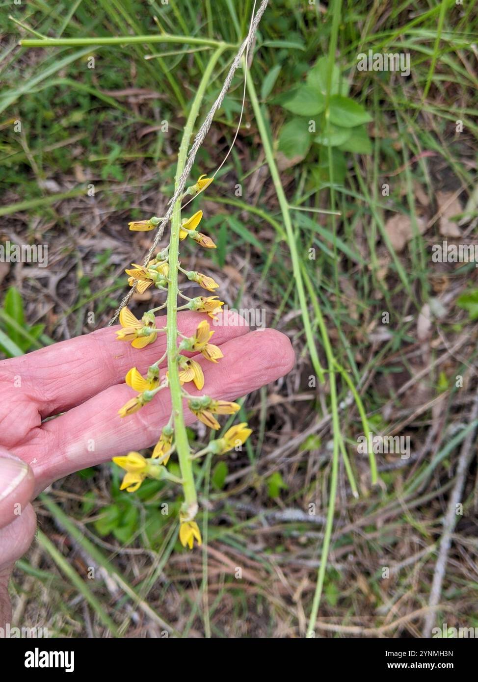 lanceleaf rattlebox (Crotalaria lanceolata Stock Photo - Alamy