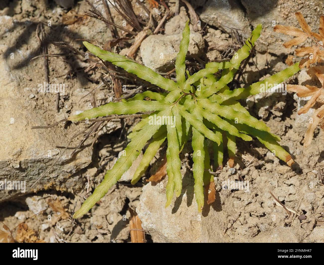 Japanese climbing fern (Lygodium japonicum Stock Photo - Alamy