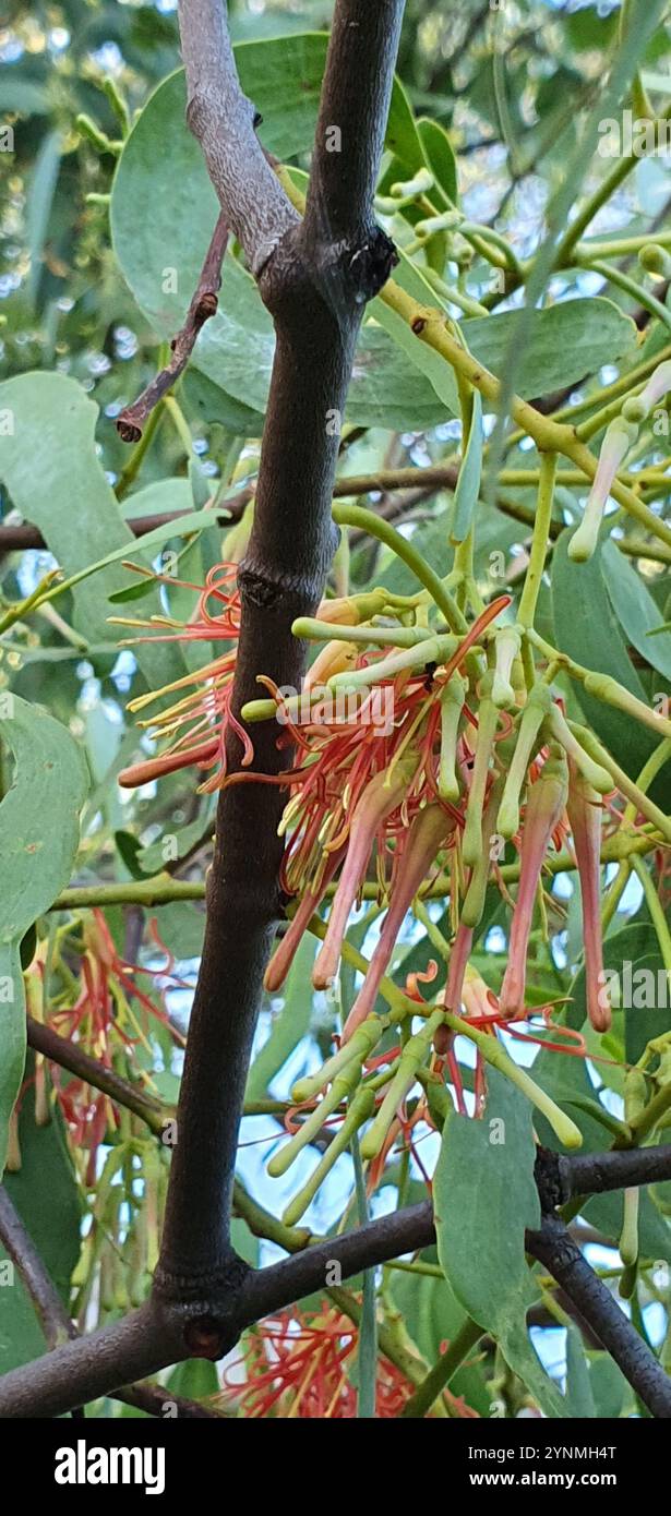 showy mistletoes (Loranthaceae Stock Photo - Alamy