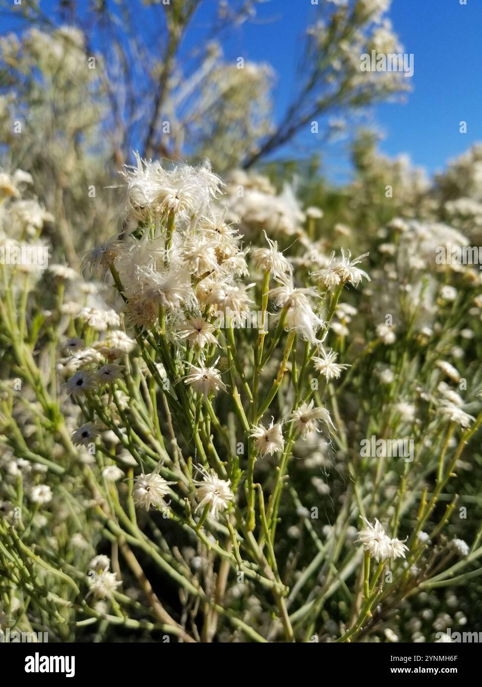 Desert Broom (Baccharis sarothroides Stock Photo - Alamy