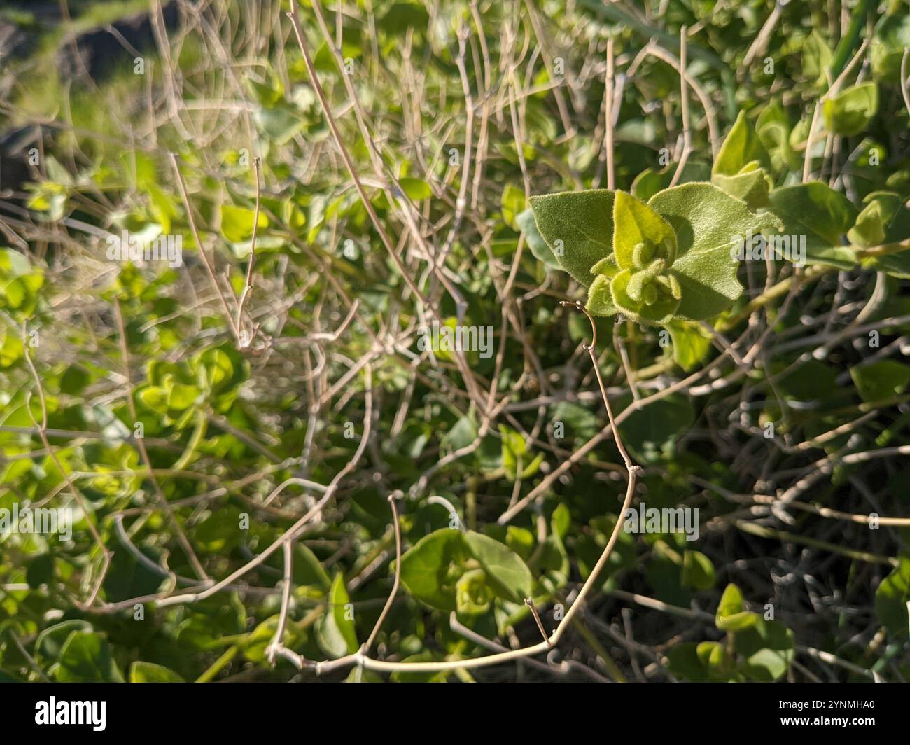 Wishbone Bush (Mirabilis laevis Stock Photo - Alamy
