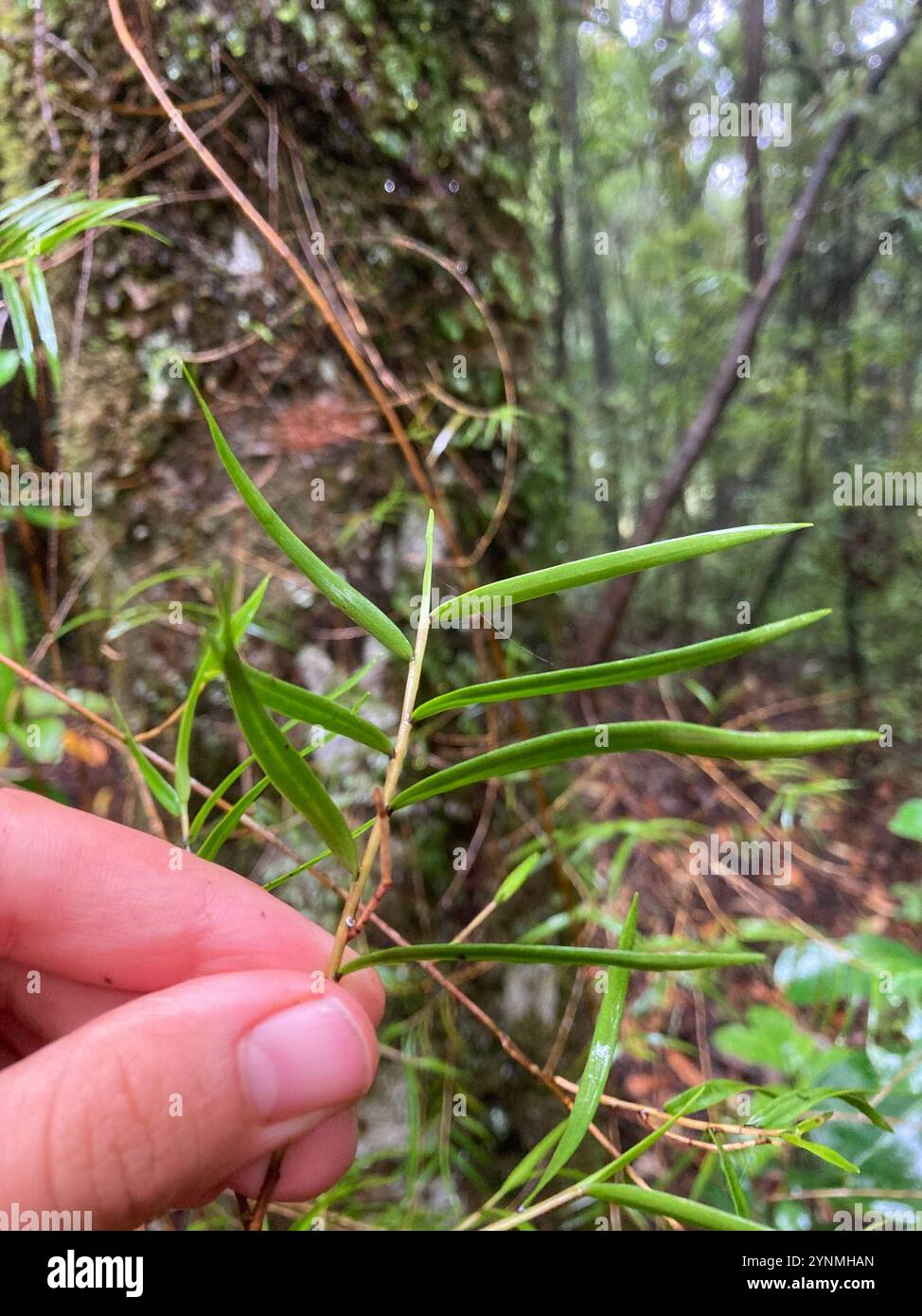 Winika (Dendrobium cunninghamii Stock Photo - Alamy