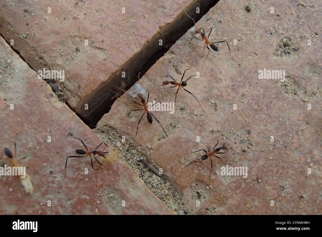 Spider Ants (Leptomyrmex Stock Photo - Alamy