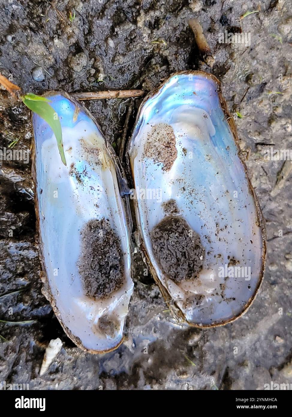 Florida Spike (Elliptio jayensis Stock Photo - Alamy