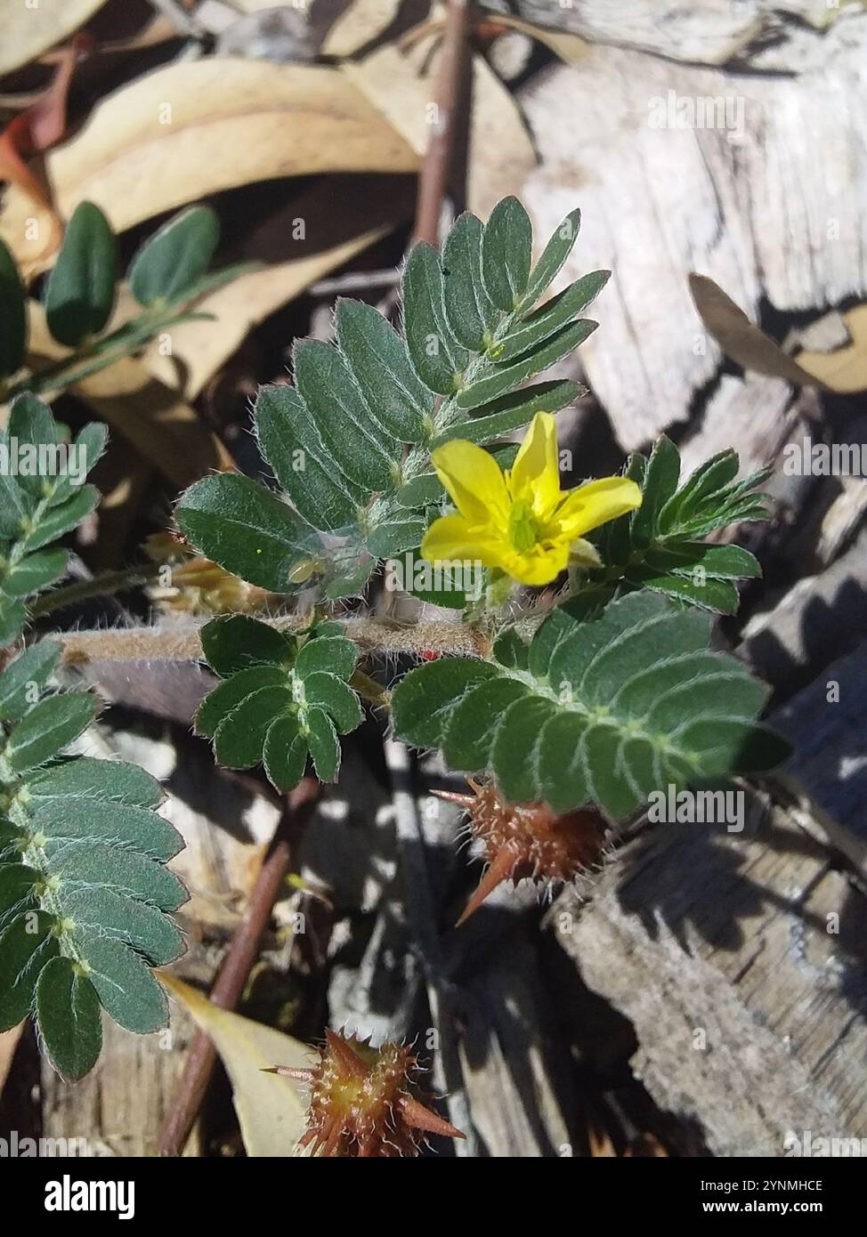 Puncture vine hi-res stock photography and images - Alamy