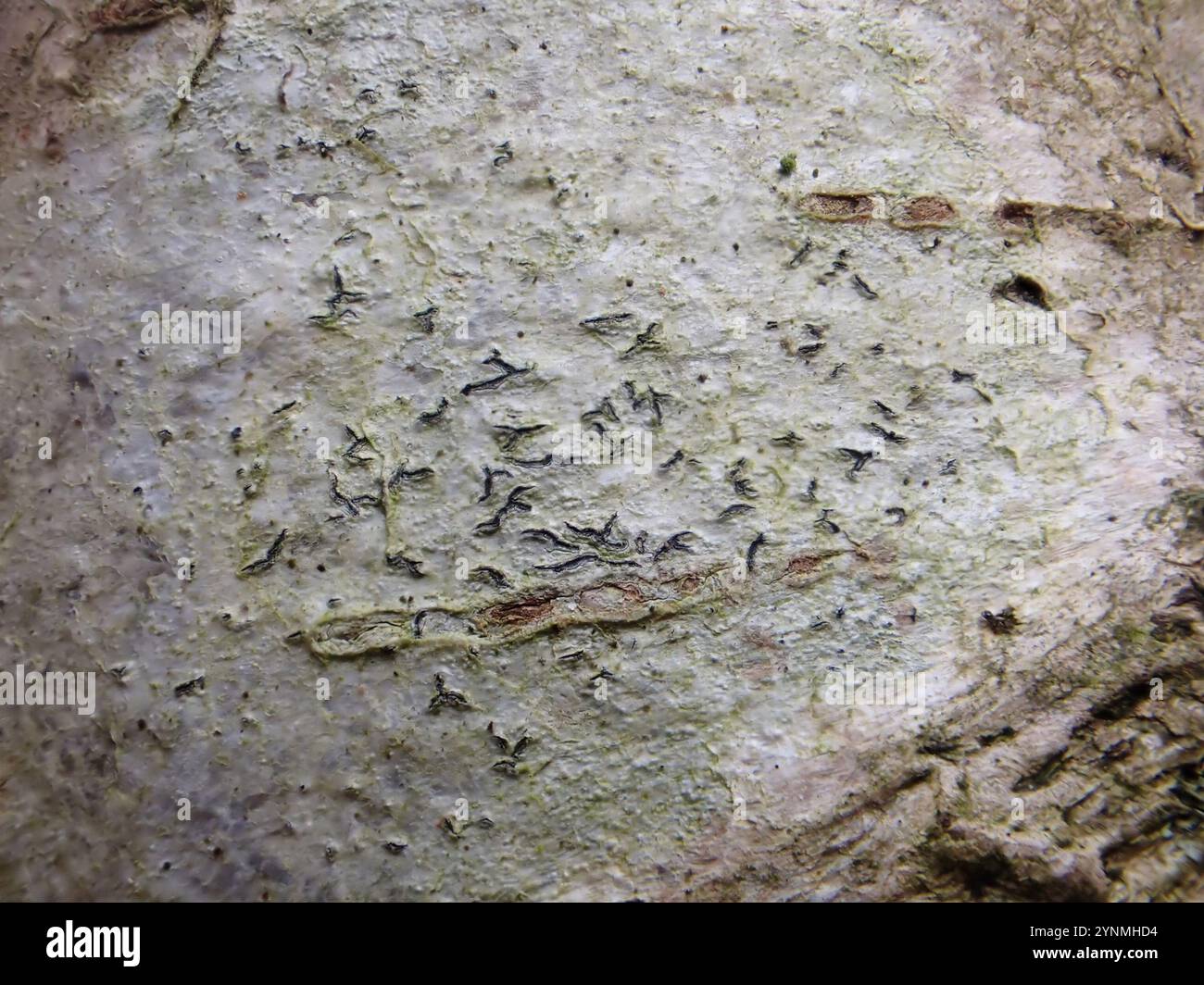 Common Script Lichen (Graphis scripta Stock Photo - Alamy