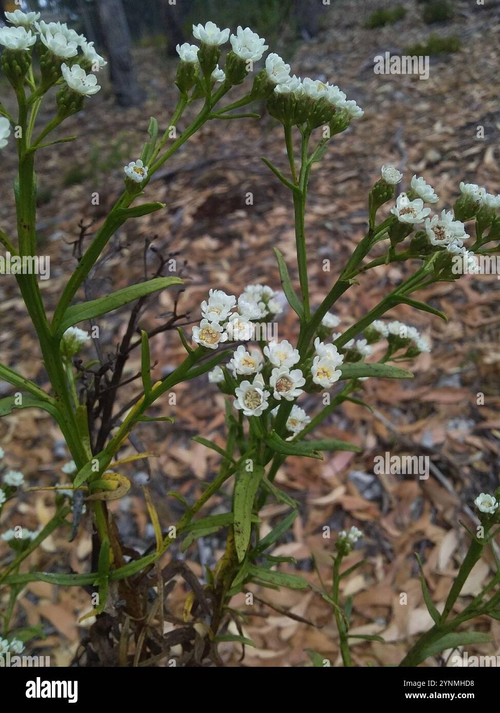 Fire Daisy (Ixodia achillaeoides alata Stock Photo - Alamy