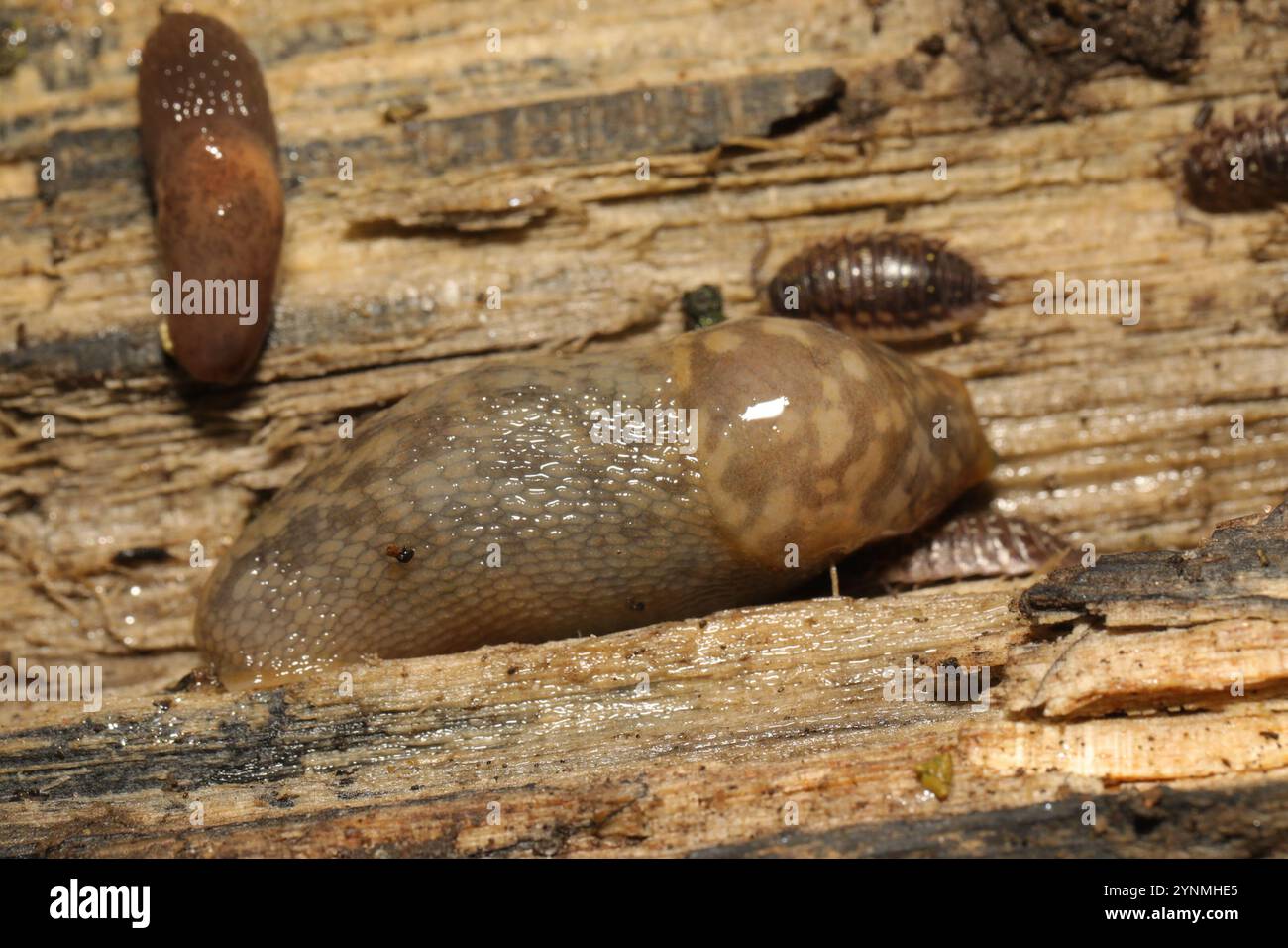 Green Cellar Slug (Limacus maculatus Stock Photo - Alamy