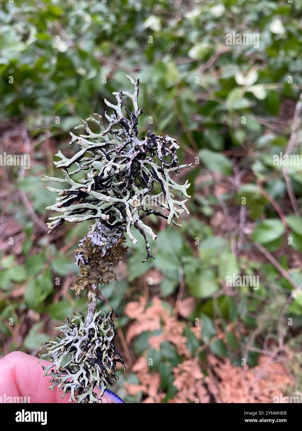 Tube Lichens (Hypogymnia Stock Photo - Alamy