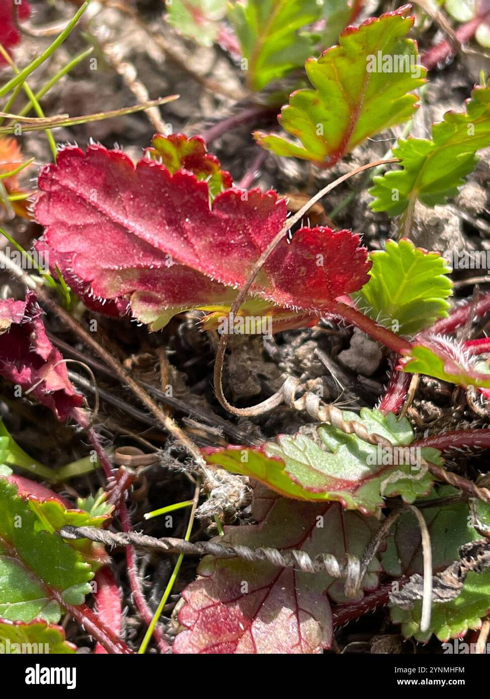 Mediterranean Stork's-bill (Erodium botrys Stock Photo - Alamy