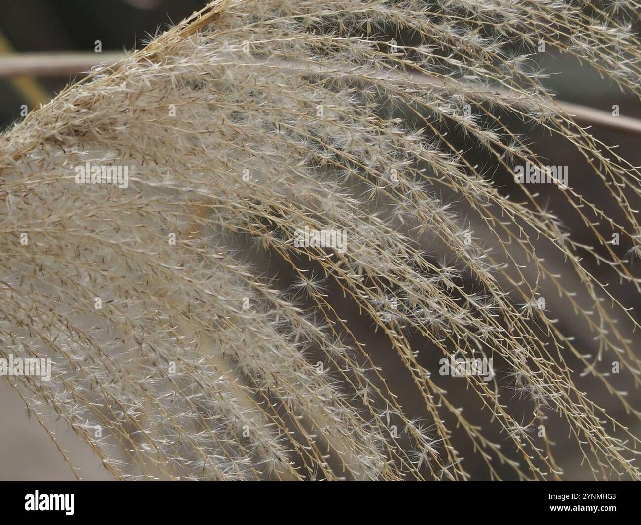 Chinese silver grass (Miscanthus sinensis Stock Photo - Alamy