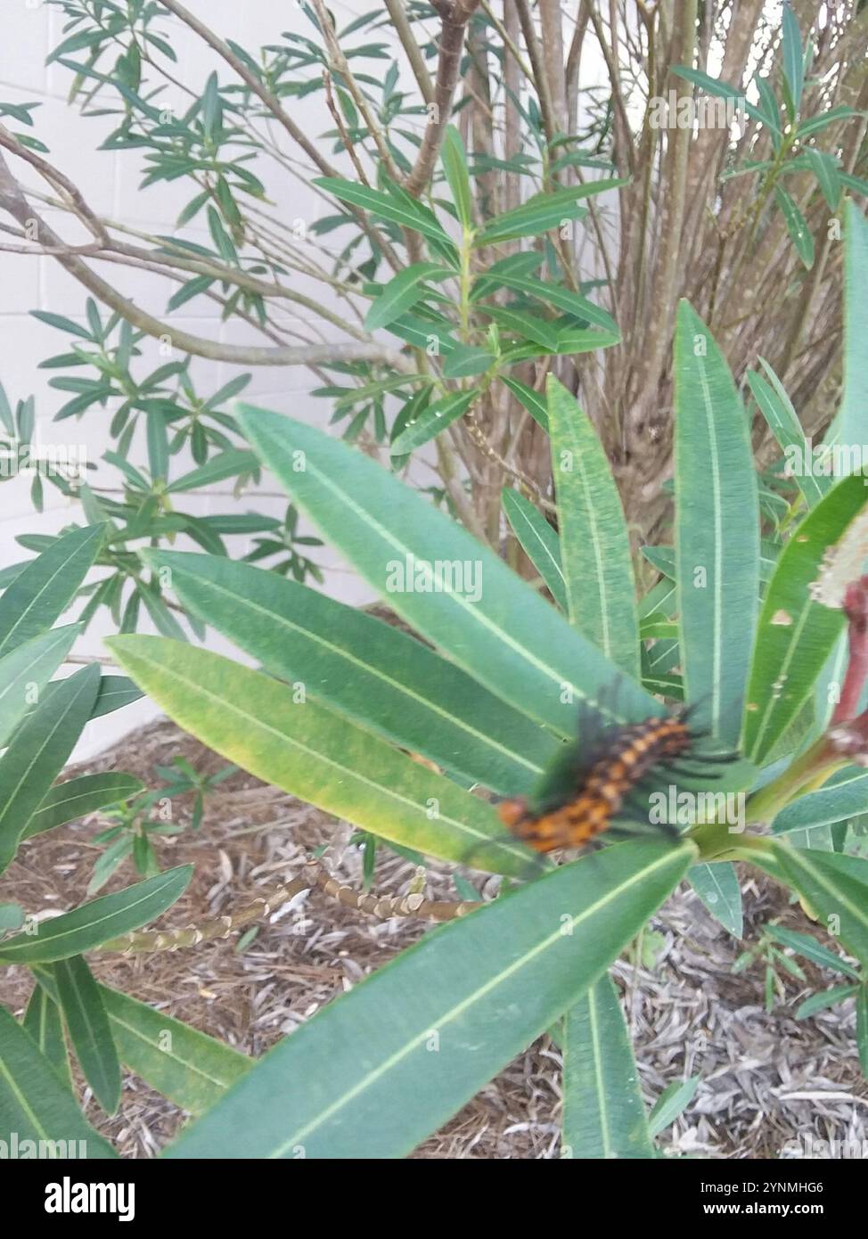 Polka-Dot Wasp Moth (Syntomeida epilais Stock Photo - Alamy