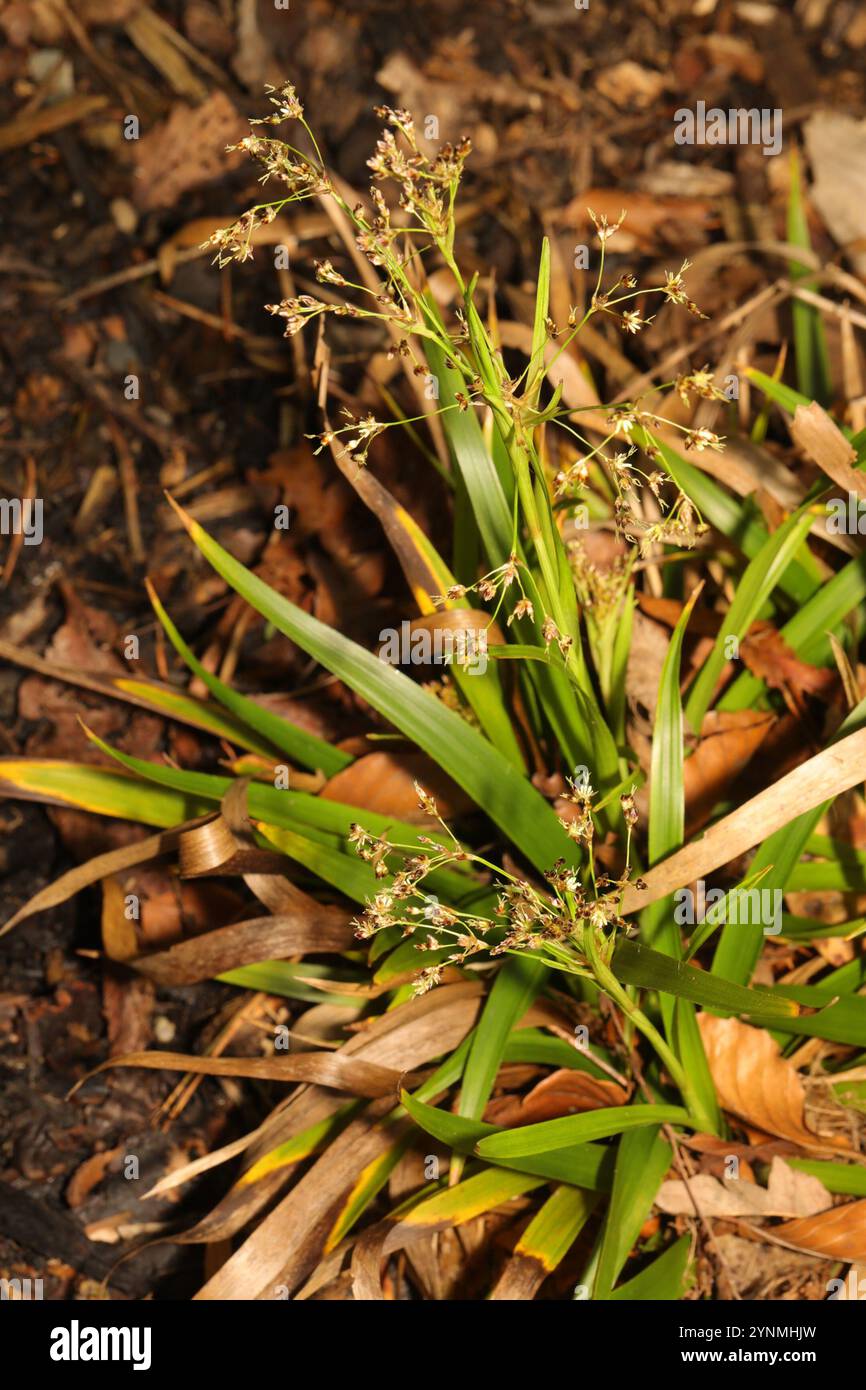 Great Woodrush (Luzula sylvatica Stock Photo - Alamy