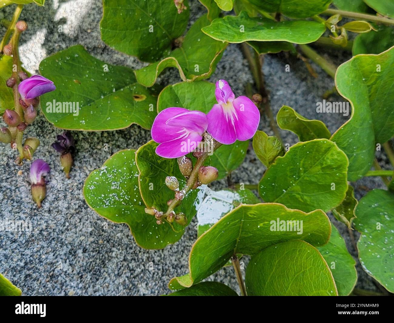 Beach Bean (Canavalia rosea Stock Photo - Alamy