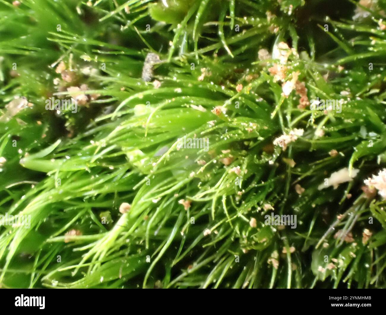 Rusty Swan-neck Moss (Campylopus flexuosus Stock Photo - Alamy