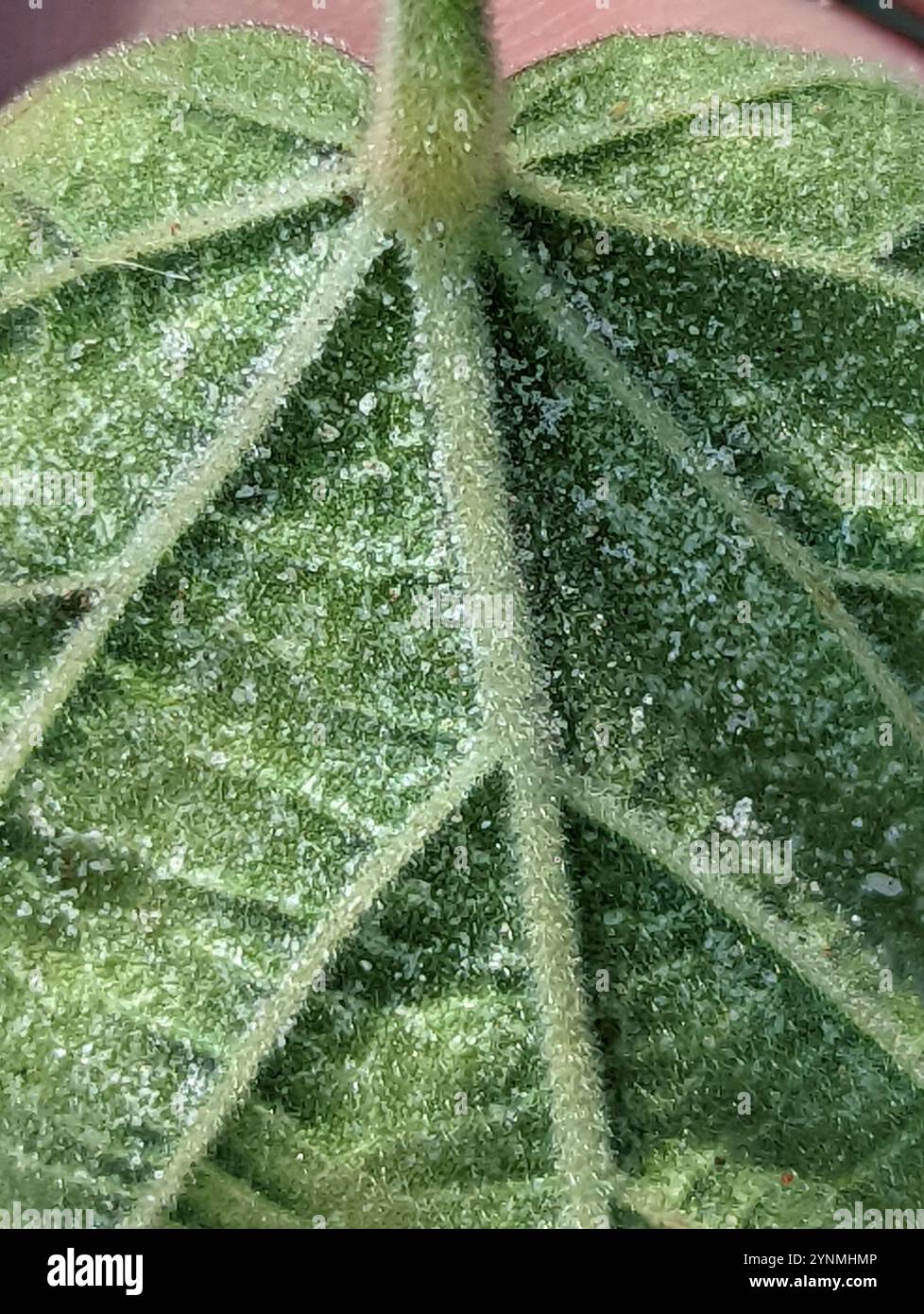 flannel weed (Sida cordifolia Stock Photo - Alamy