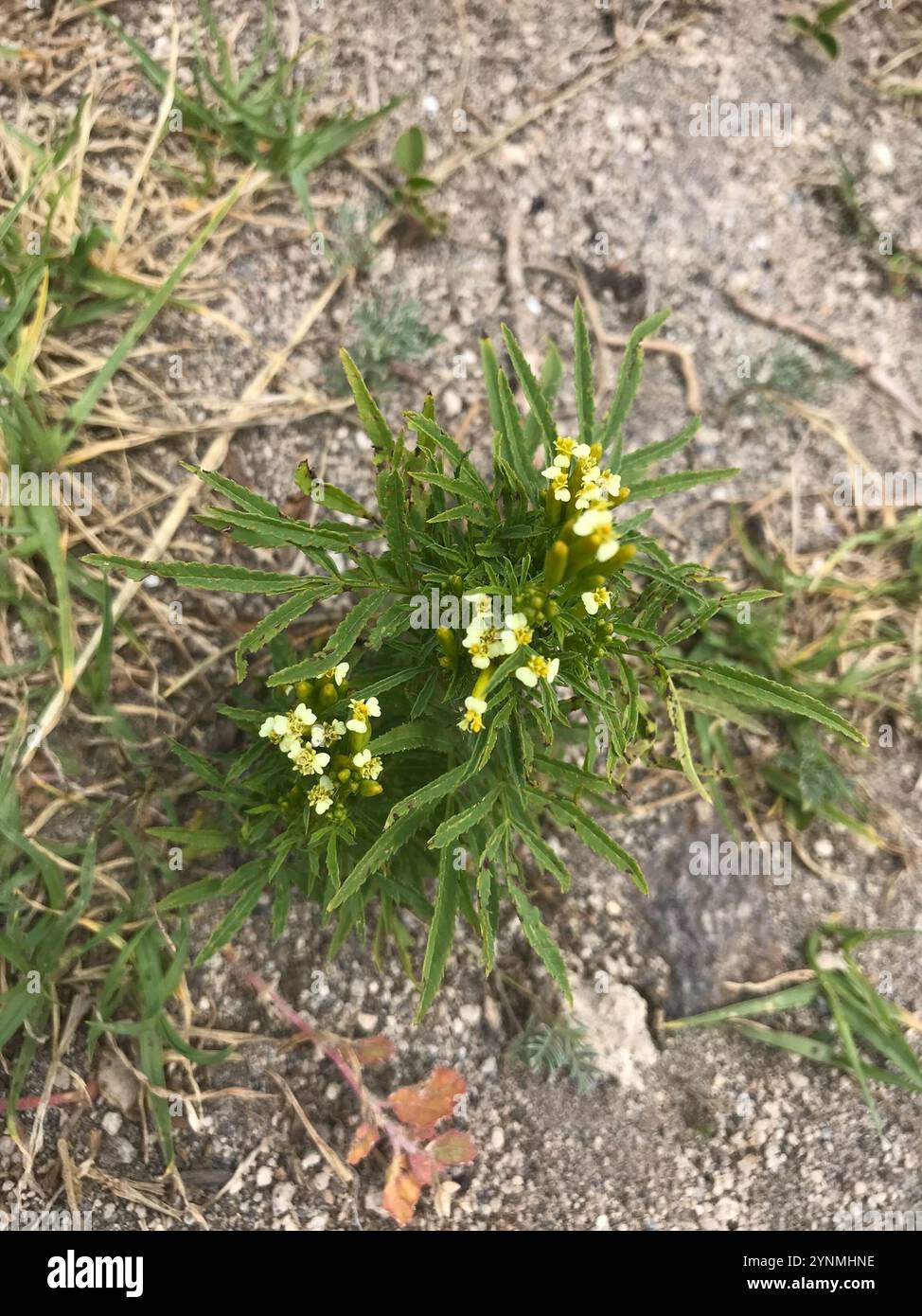 wild marigold (Tagetes minuta Stock Photo - Alamy