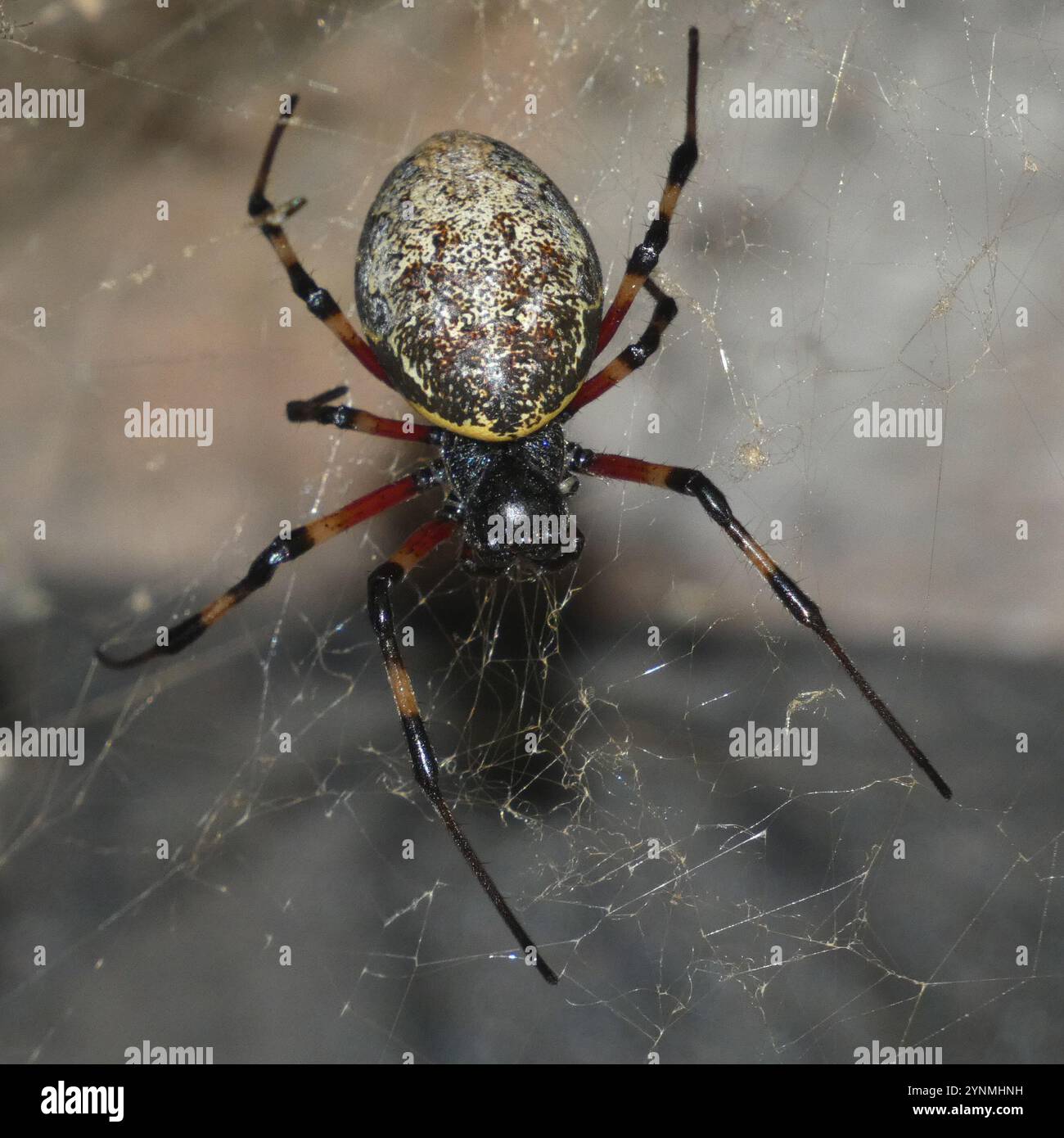 African Hermit Spider (Nephilingis cruentata Stock Photo - Alamy