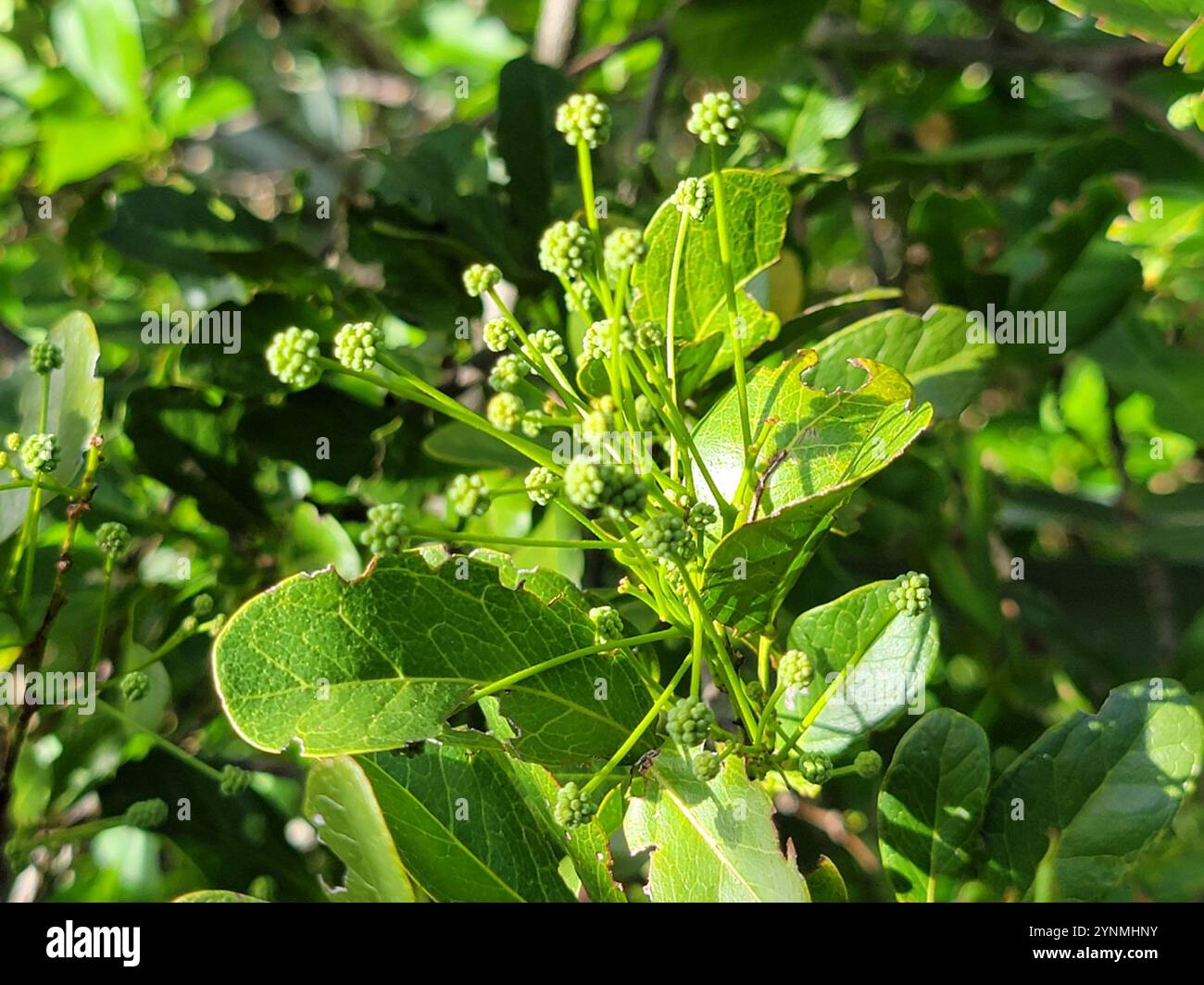 Blackbead (Pithecellobium keyense Stock Photo - Alamy