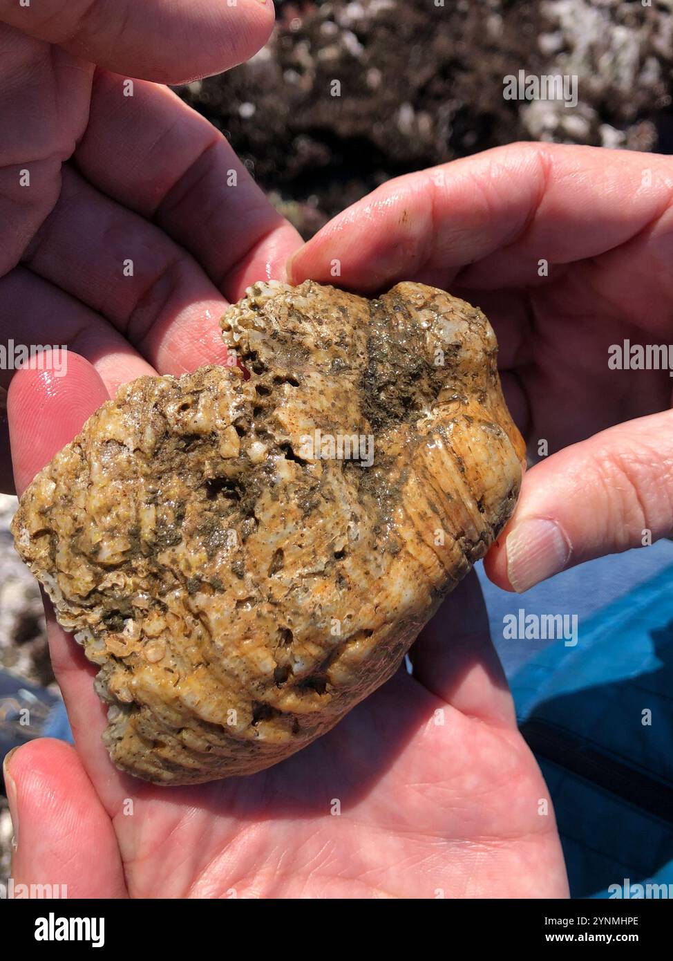 Giant Rock Scallop (Crassadoma gigantea Stock Photo - Alamy