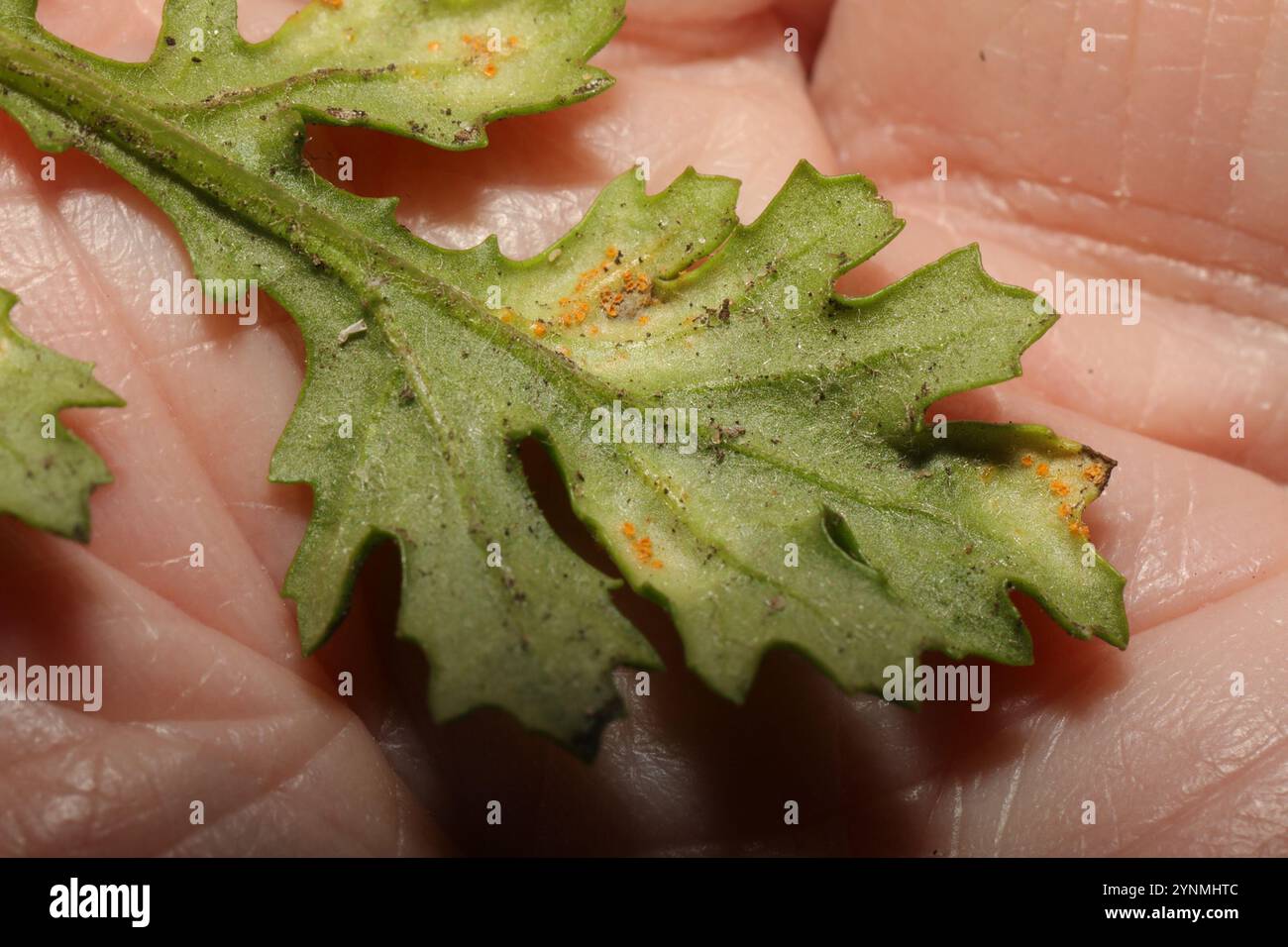 Groundsel crown rust (Puccinia lagenophorae Stock Photo - Alamy