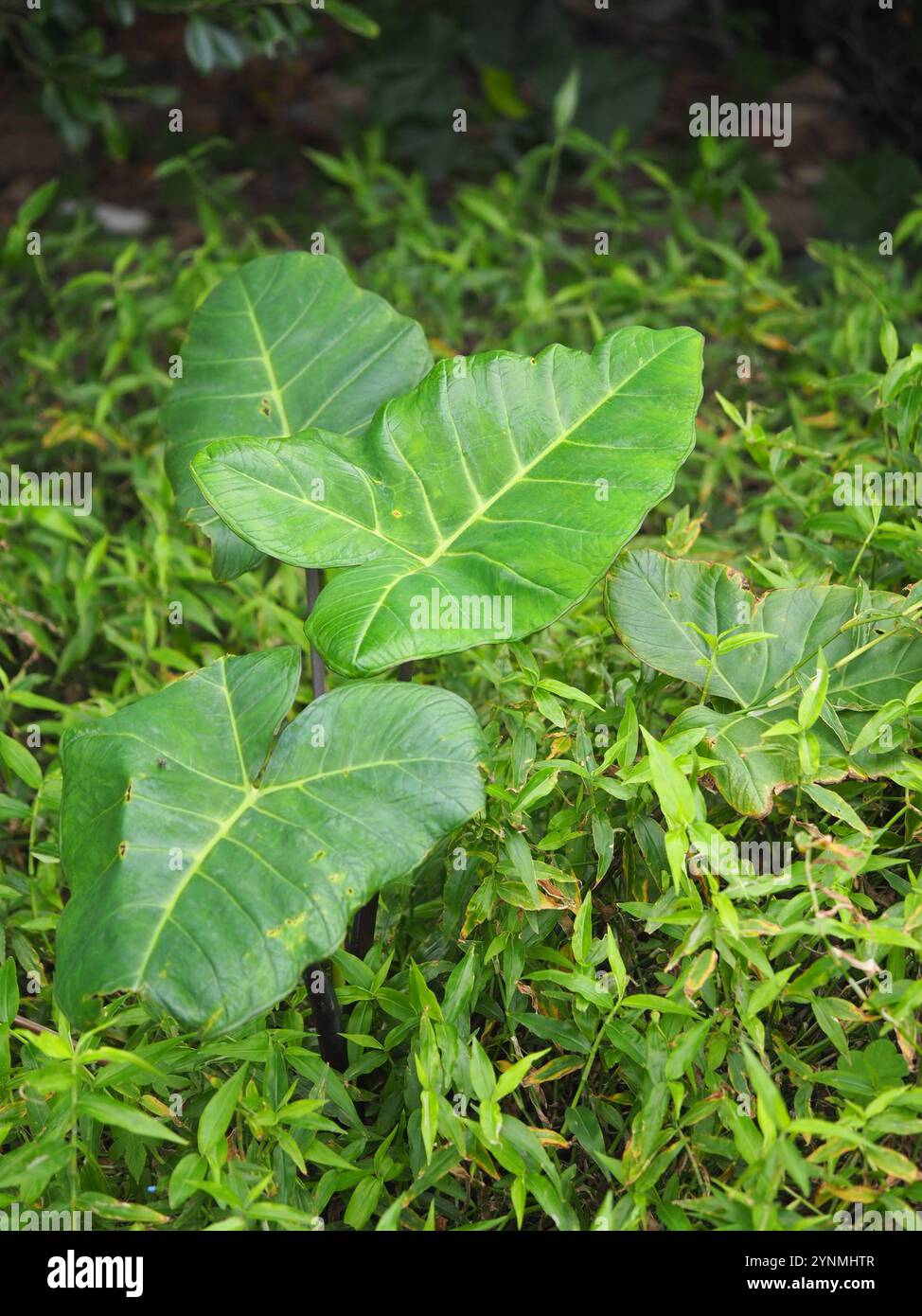 Arrowleaf Elephant's Ear (Xanthosoma sagittifolium Stock Photo - Alamy