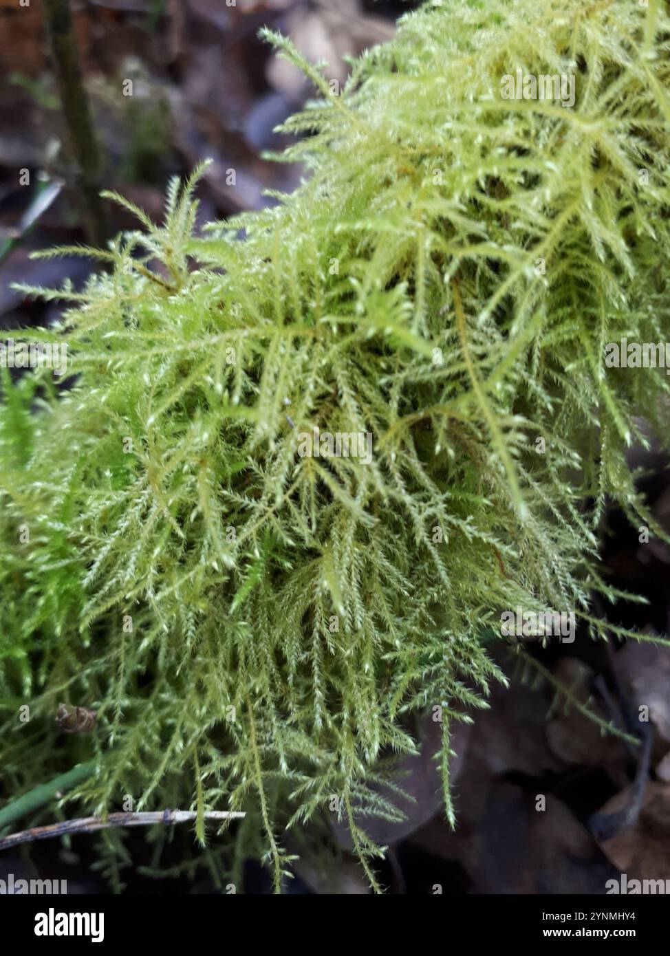 Common Feather-moss (Kindbergia praelonga Stock Photo - Alamy