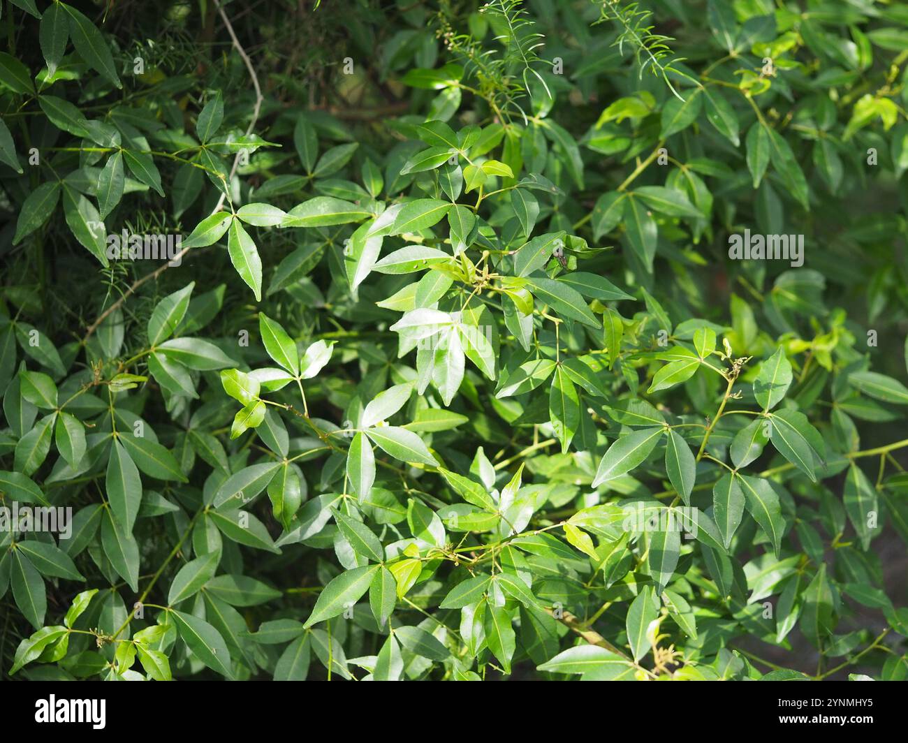 orange climber (Zanthoxylum asiaticum Stock Photo - Alamy