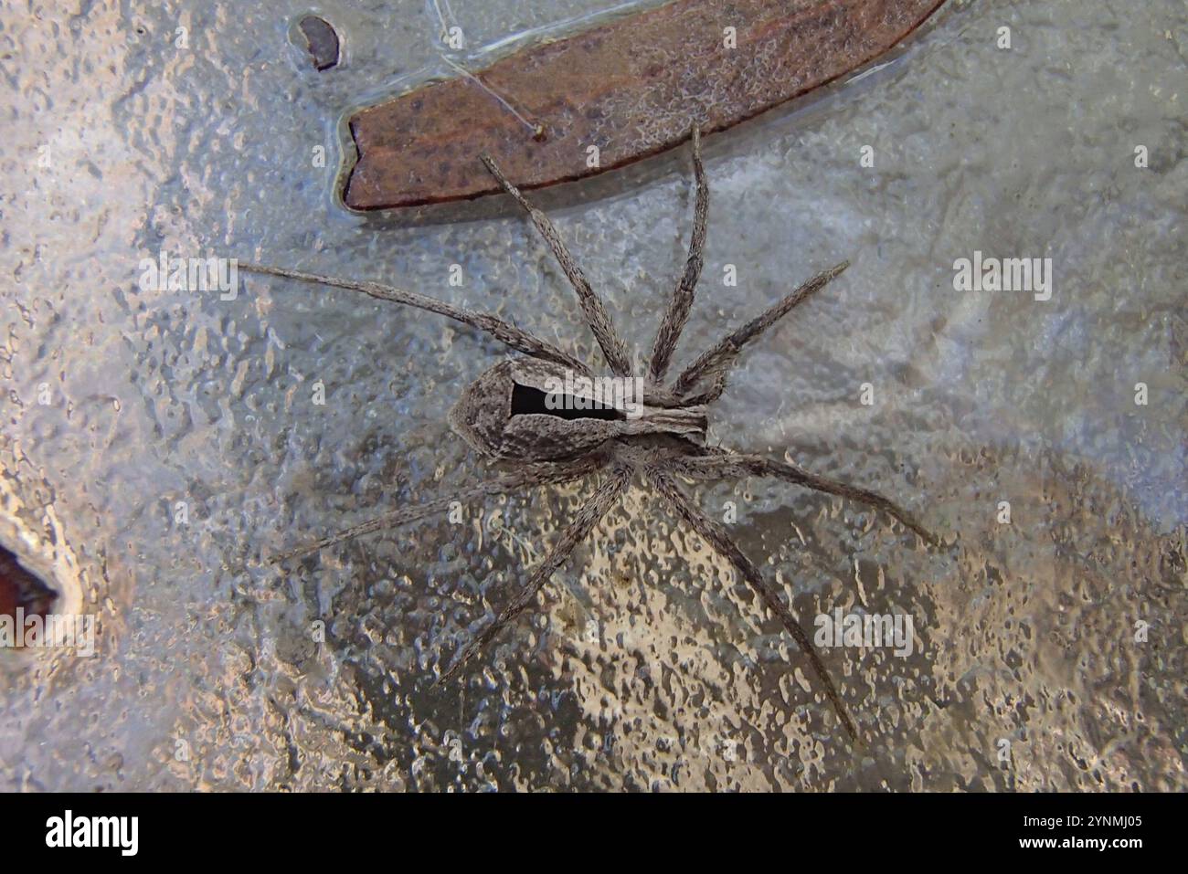 Wandering Ghost Spiders (Argoctenus Stock Photo - Alamy