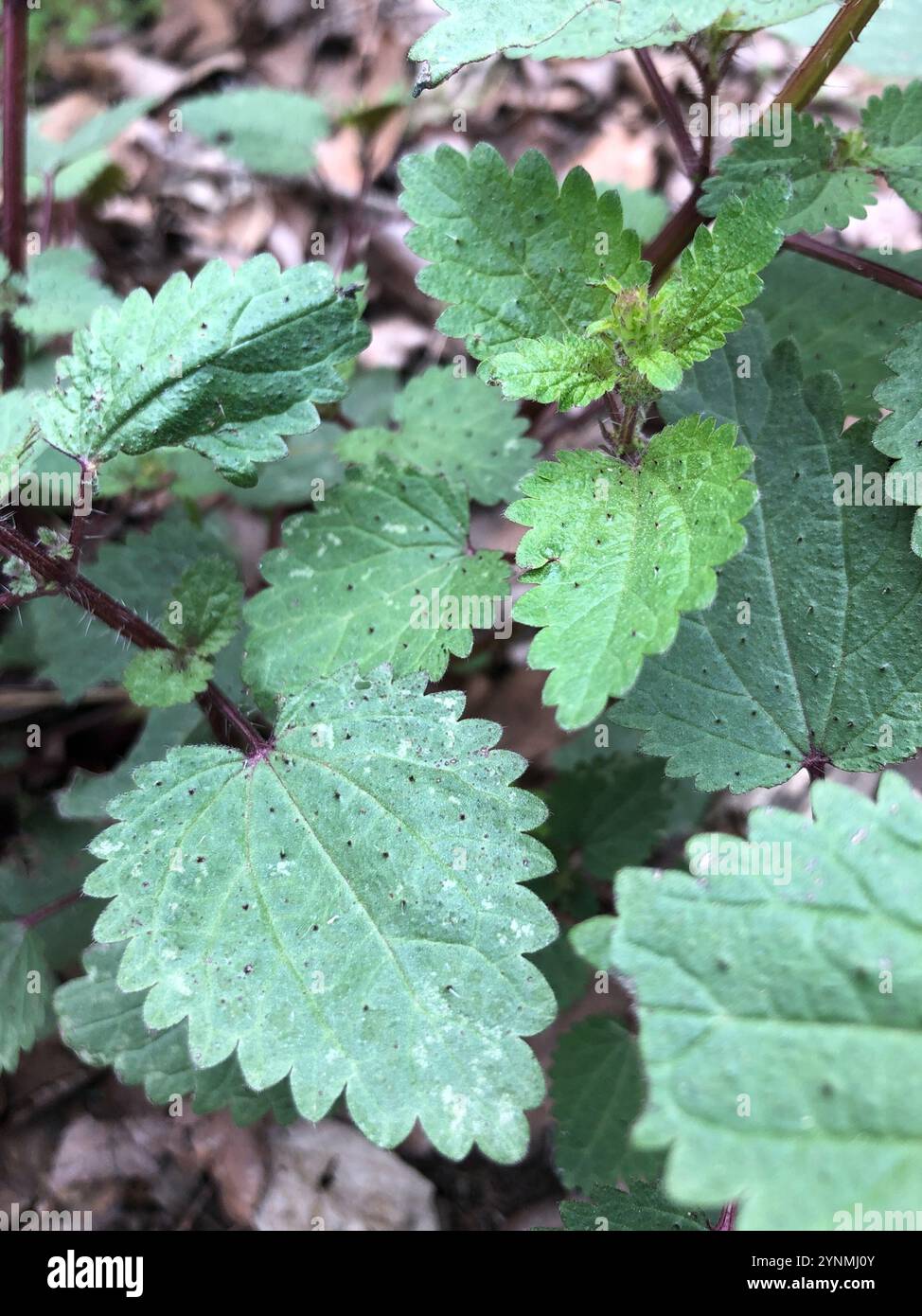 heartleaf nettle (Urtica chamaedryoides Stock Photo - Alamy