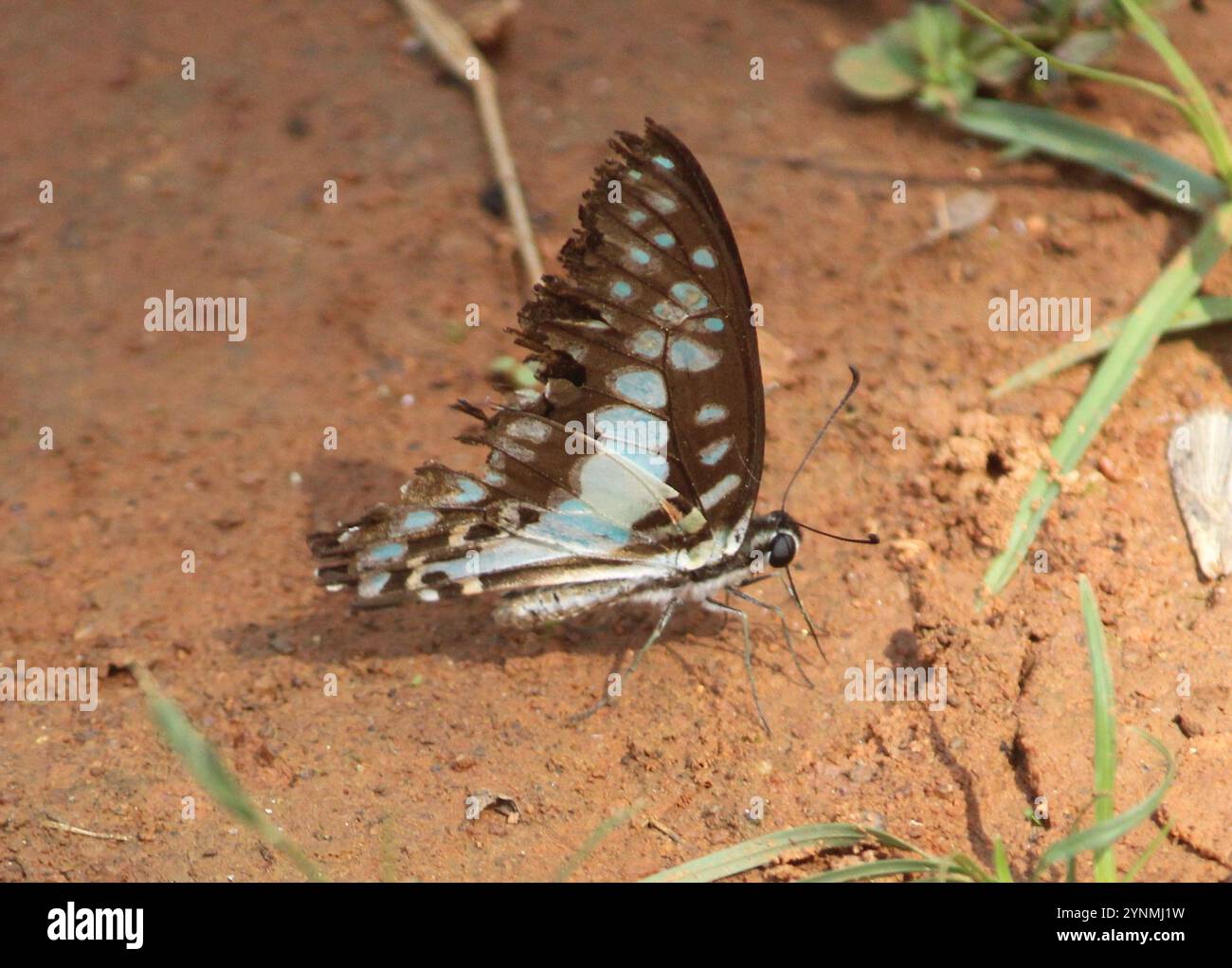 Common Jay (Graphium doson Stock Photo - Alamy