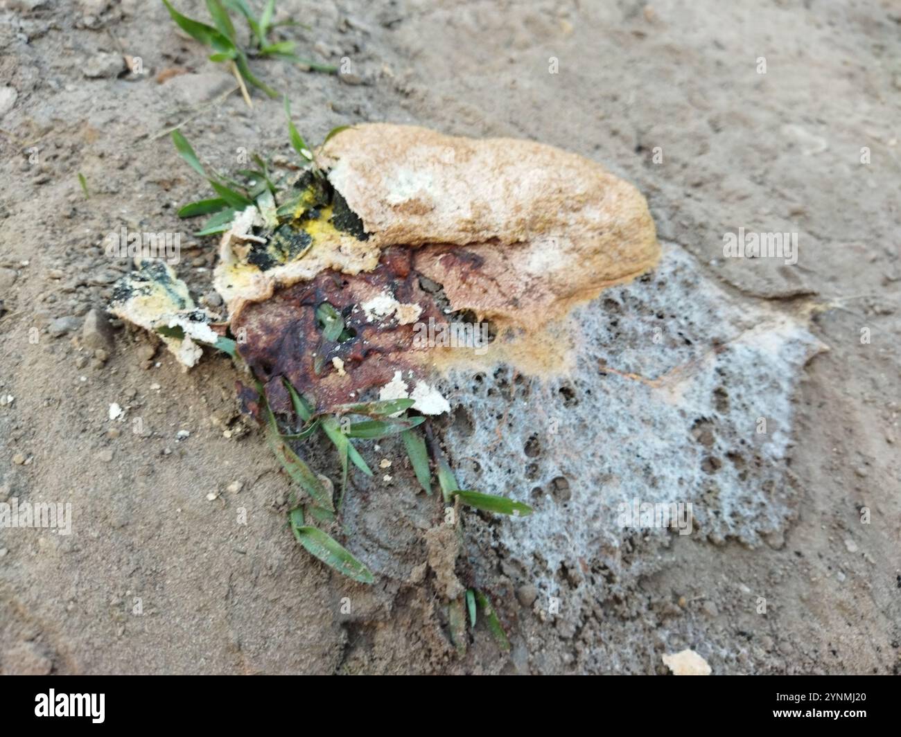 Dog Vomit Slime Mold (Fuligo septica Stock Photo - Alamy