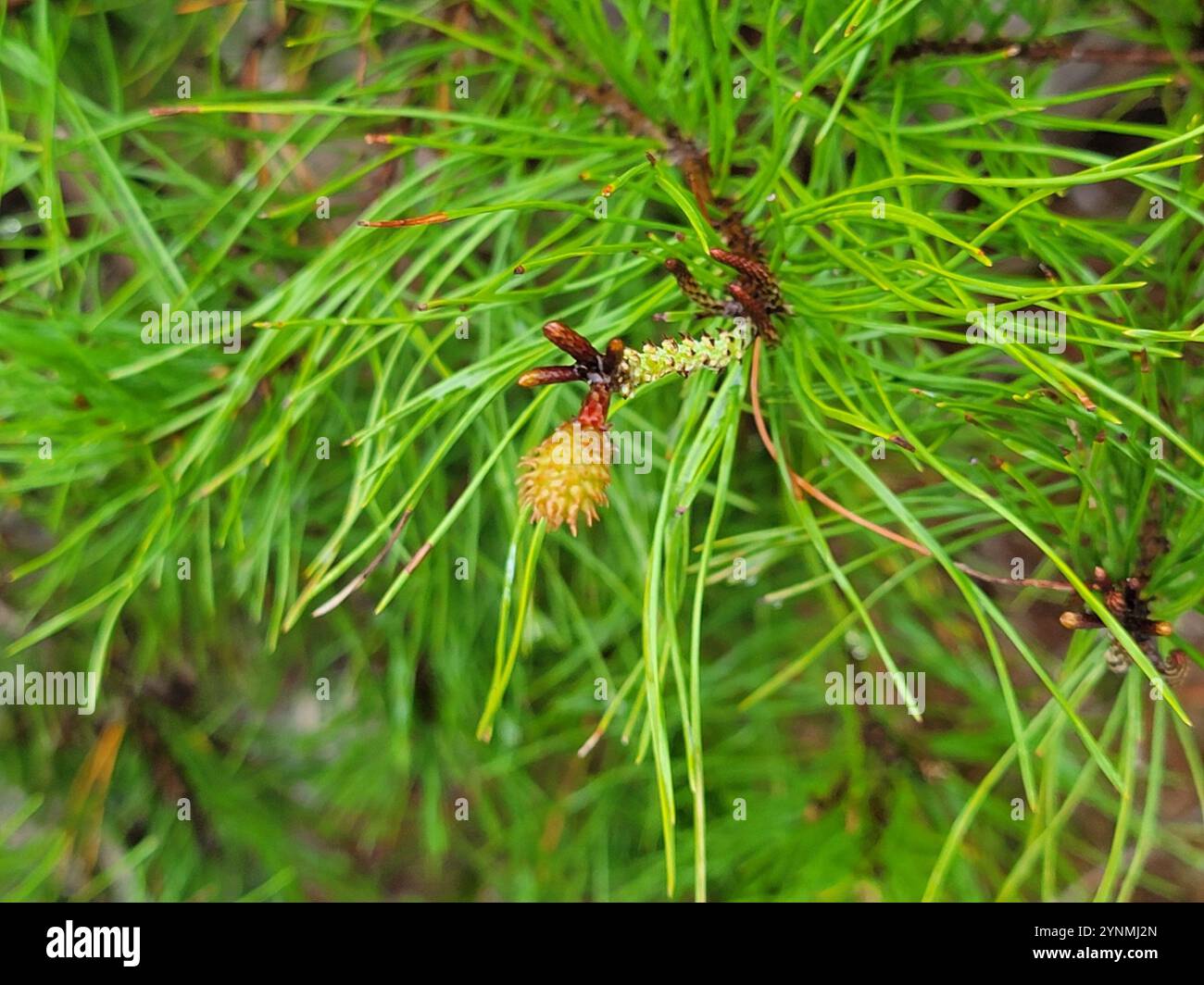 sand pine (Pinus clausa Stock Photo - Alamy