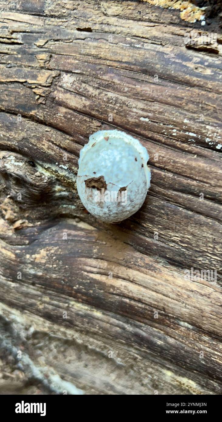 False Puffball (Reticularia lycoperdon Stock Photo - Alamy