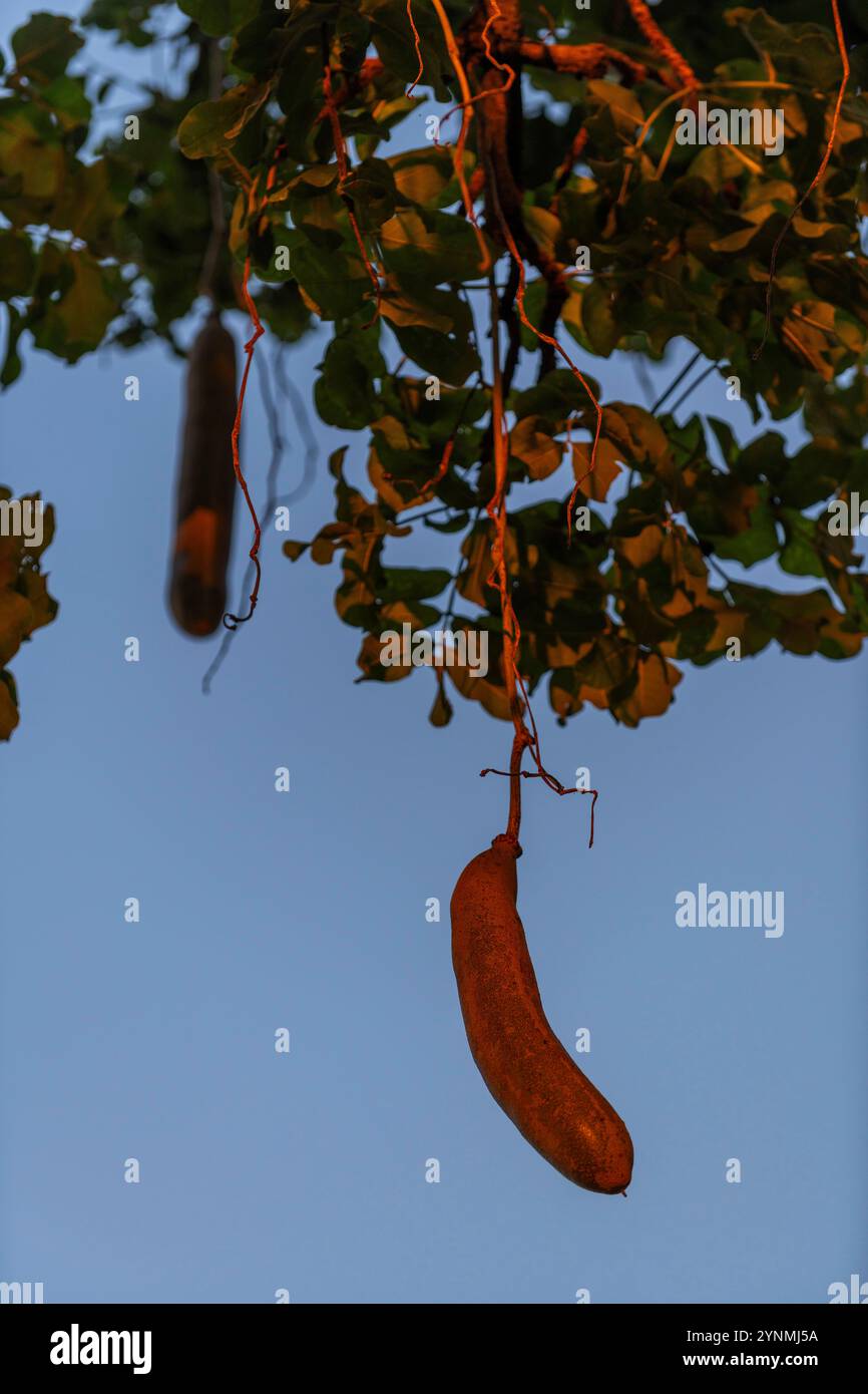 Large sausage tree pods hi-res stock photography and images - Alamy