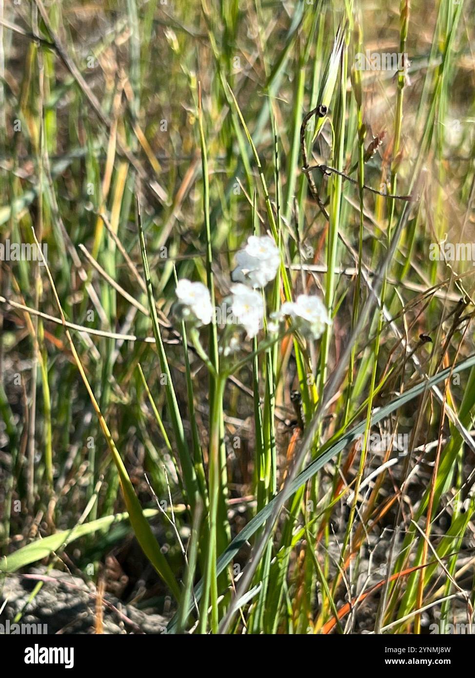 flaccid cryptantha (Cryptantha flaccida Stock Photo - Alamy