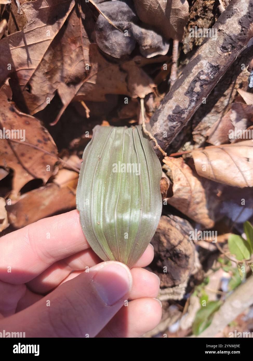 putty root (Aplectrum hyemale Stock Photo - Alamy