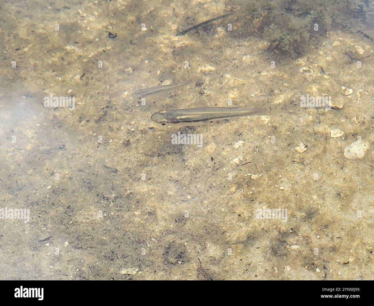 Rivulines, Killifishes, and Livebearers (Cyprinodontiformes Stock Photo ...
