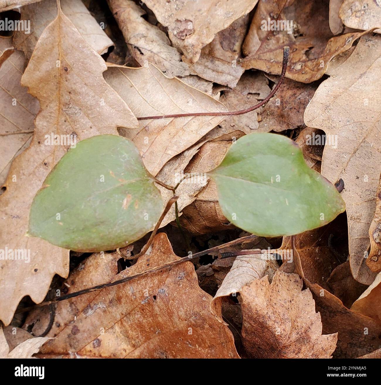 sawbrier (Smilax glauca Stock Photo - Alamy