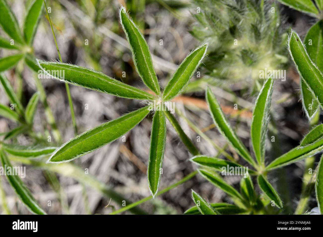 breadroot scurf pea (Pediomelum esculentum Stock Photo - Alamy